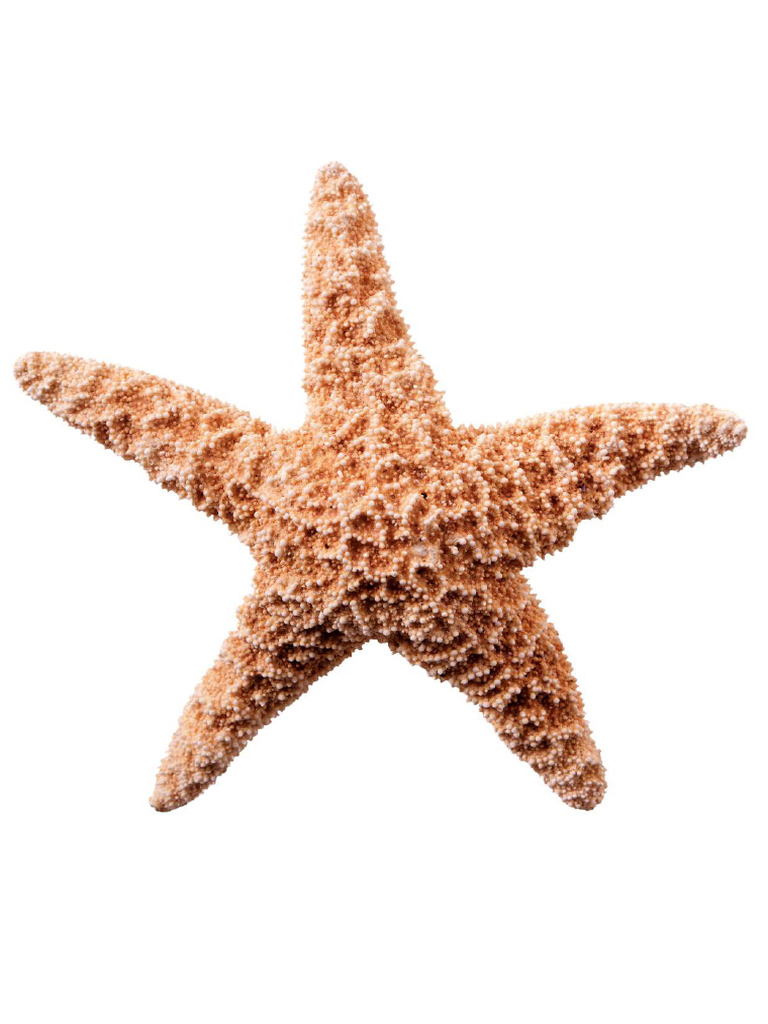 Starfish Isolated White Background | PDF