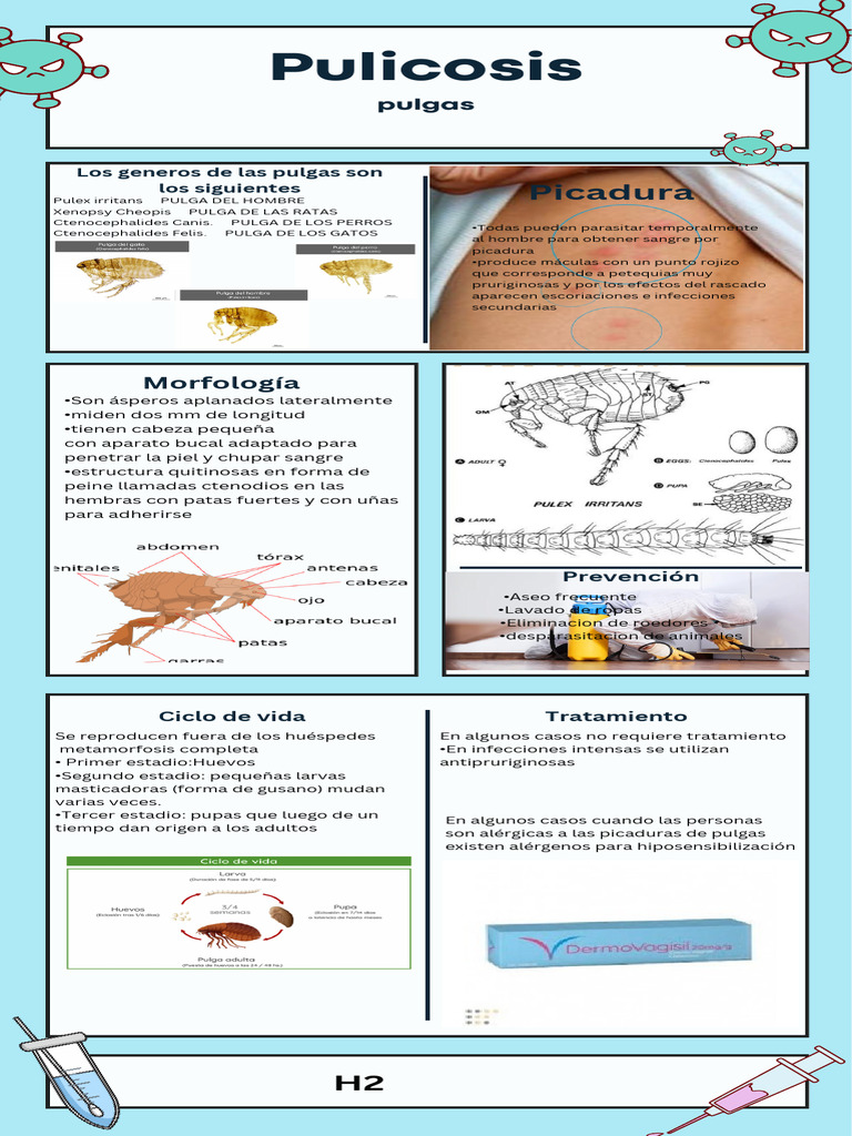 Infografia Informacion de Salud Ilustrativo Sencilla Celeste y Blanco ...