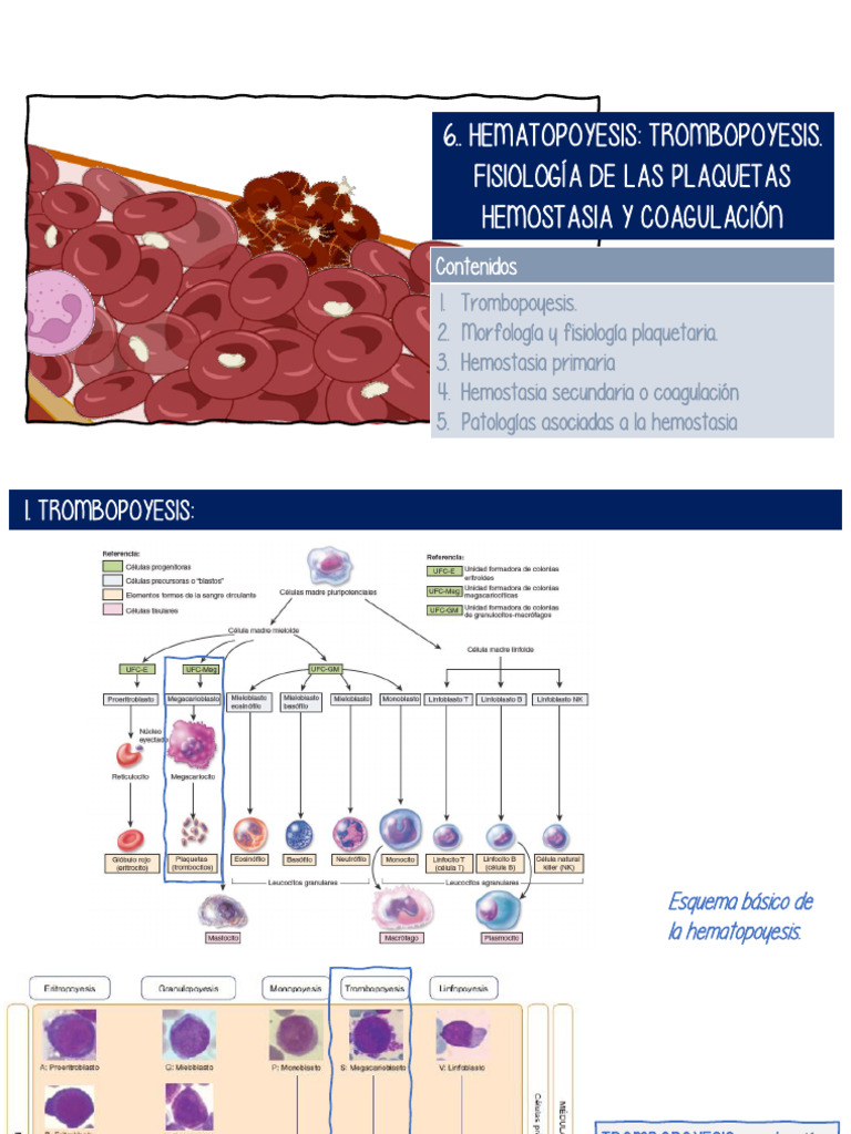Trombopoyesis y Fisiología Plaquetaria | PDF | Coagulación | Plaqueta