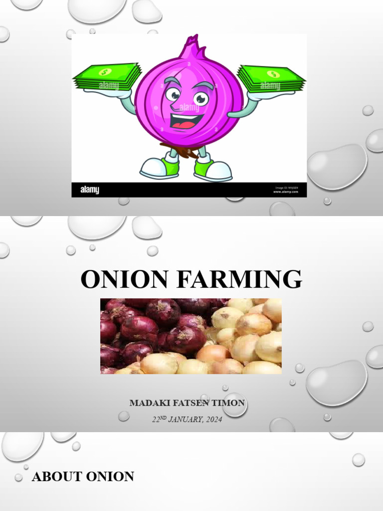 onions_farming_best | PDF | Onion | Manure