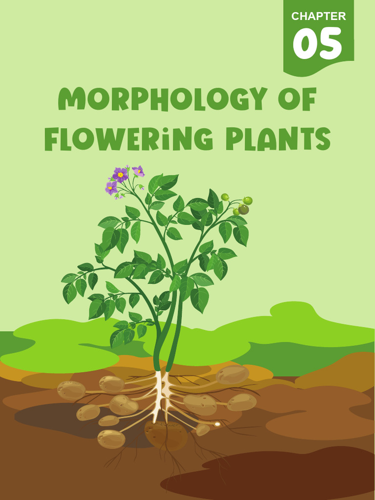 Morphology | PDF | Leaf | Petal