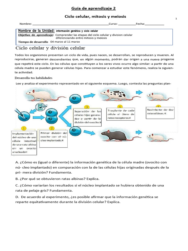 Biologia 4to Electivo Guia 2 Ciclo Celular Mitosis y Meiosis | PDF | Mitosis | Mitosis
