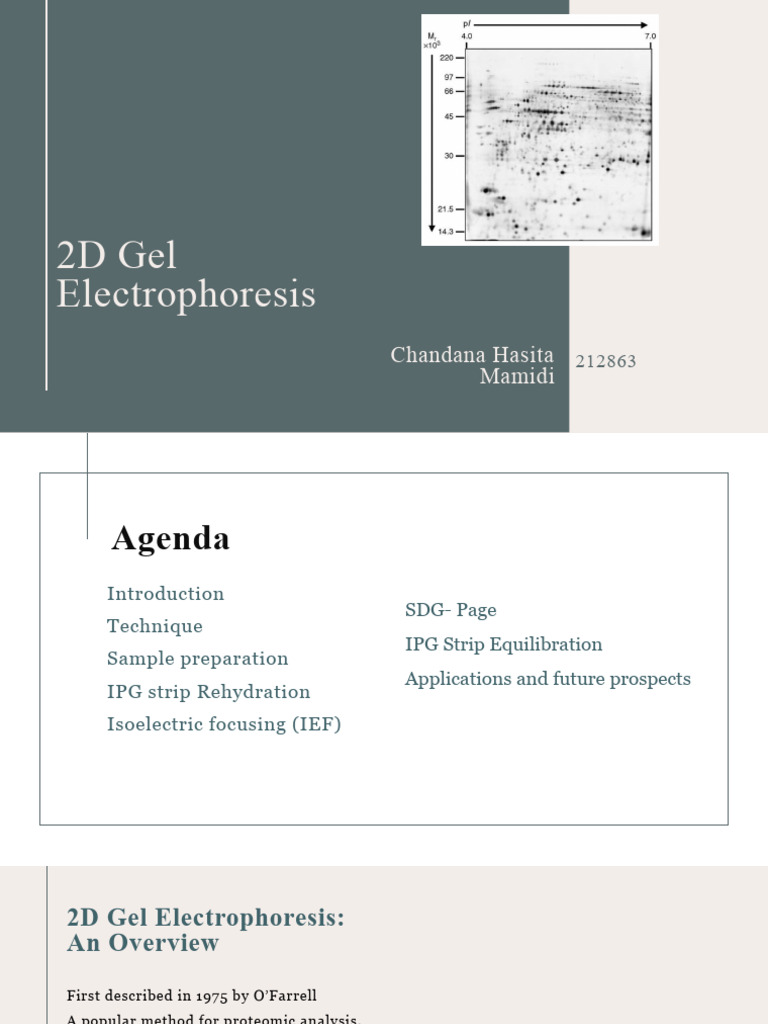 2D Gel Electrophoresis | PDF
