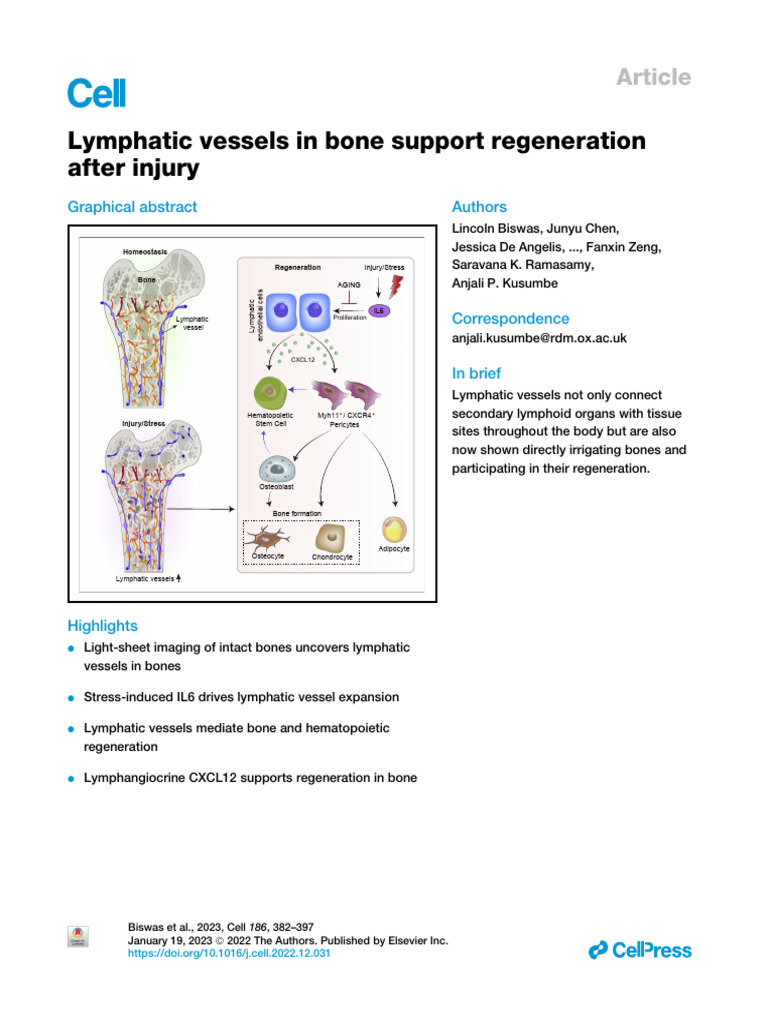 Lymphatic Vessels in Bone Support Regeneration Aft | PDF ...