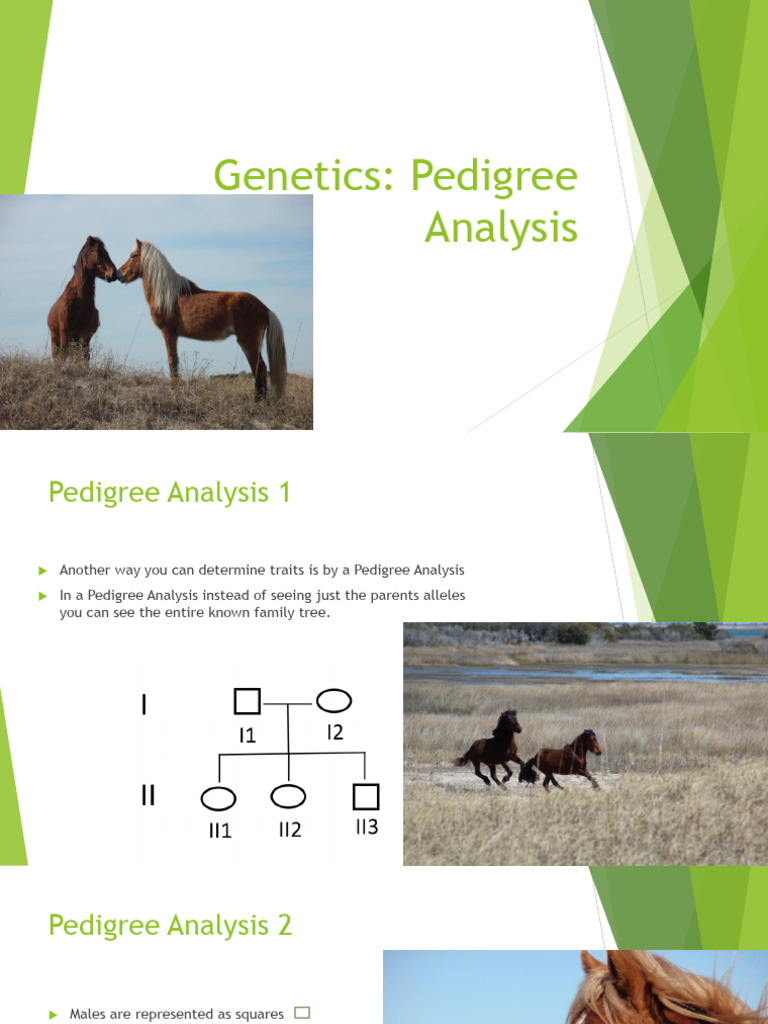 Genetics Pedigree Analysis PowerPoint | PDF | Zygosity | Dominance (Genetics)