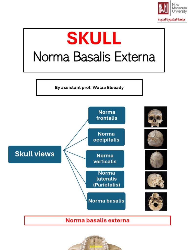 Norma Basalis Externa - 240306 - 175247 | PDF | Human Head And Neck ...