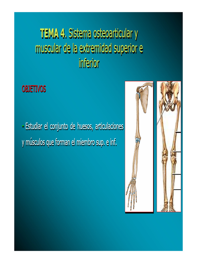Tema 4 Sistema Osteoarticular y Muscular de La Extremidad Superior e ...