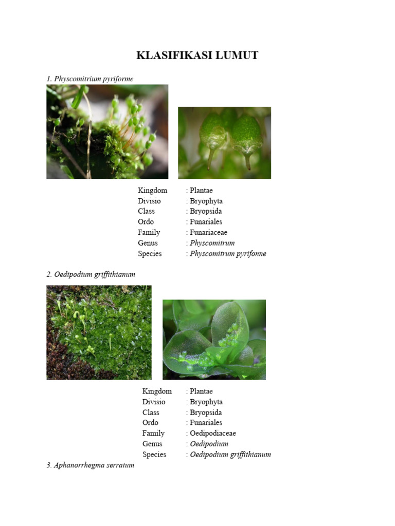 Klasifikasi Tumbuhan Lumut dan Spesiesnya | PDF | Botani | Organisme