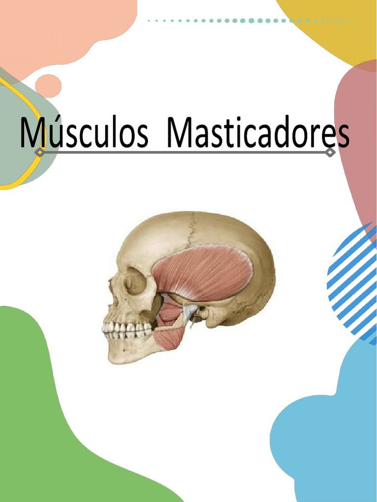 Musculos Masticadores | PDF