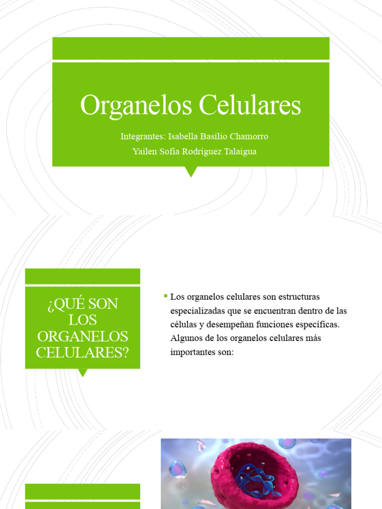 Organelos Celulares | PDF | Biología Celular) | Lisosoma