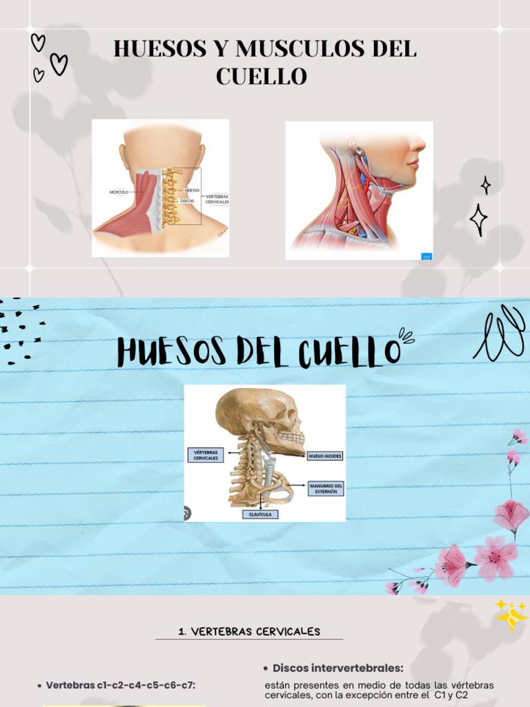 Huesos Del Cuello | Descargar gratis PDF | Vértebra | Cabeza y cuello humanos