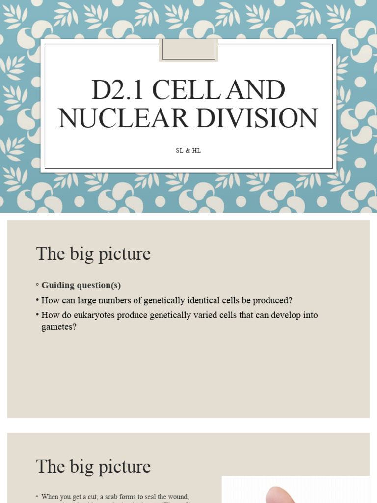 Unequal Cytoplasmic Division in Oogenesis | PDF | Meiosis | Mitosis