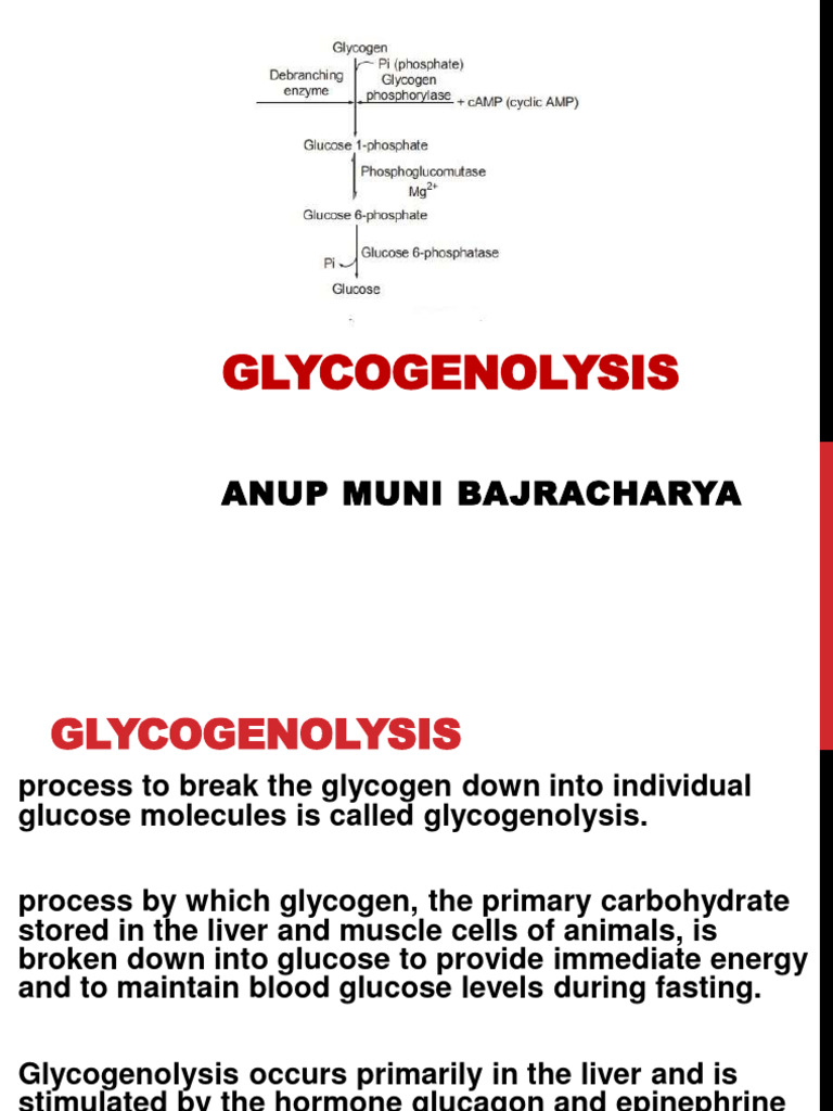 Understanding Glycogenolysis Process | PDF | Glycogen | Glucose