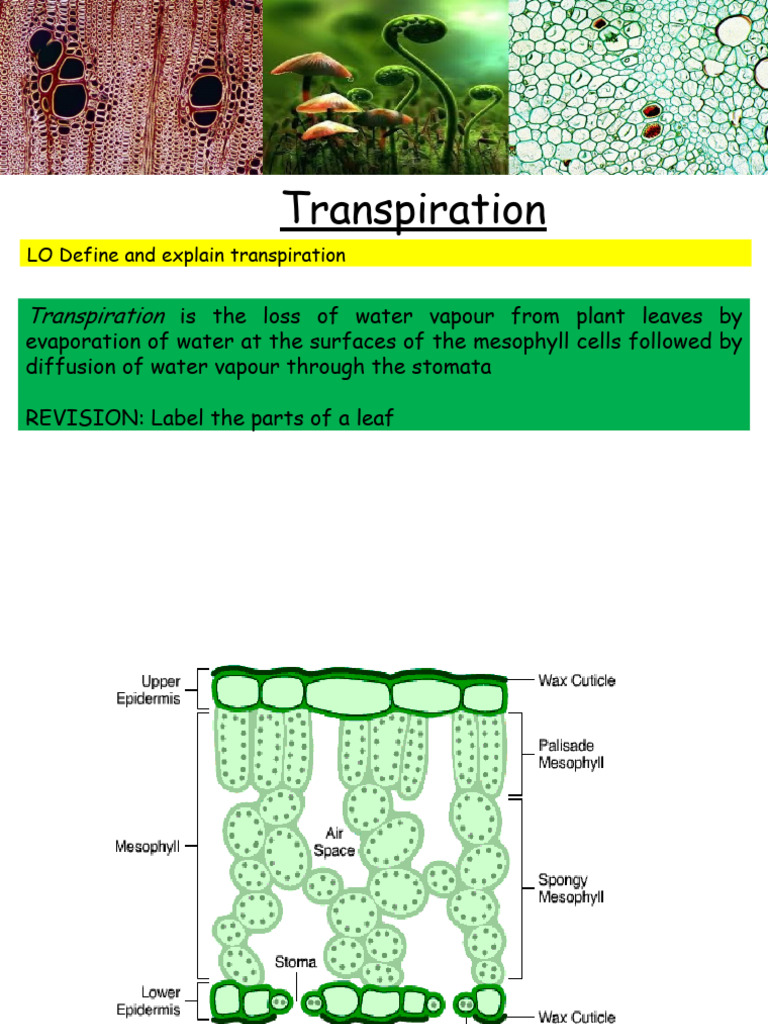 Transpiration | PDF | Stoma | Leaf