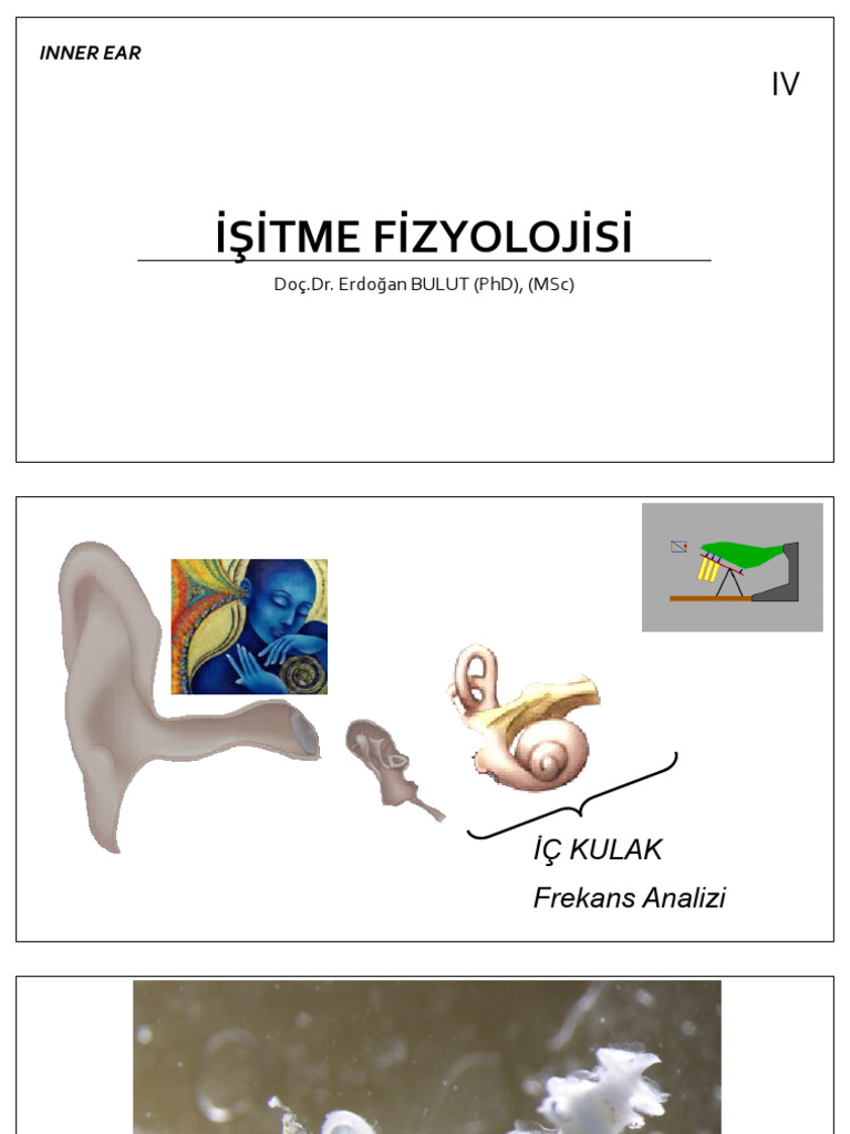İşitme Ve Denge Fizyolojisi IV. Hafta | PDF
