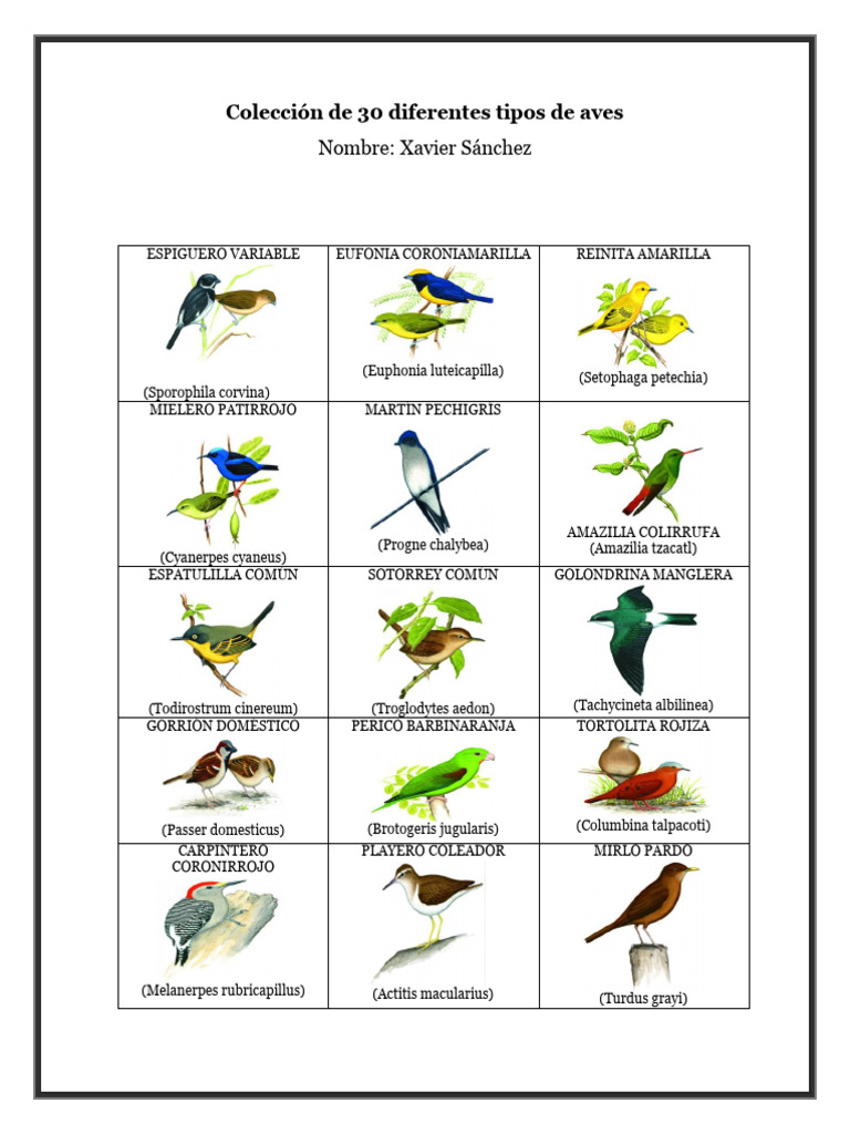 Colección de 30 Diferentes Tipos de Aves | PDF