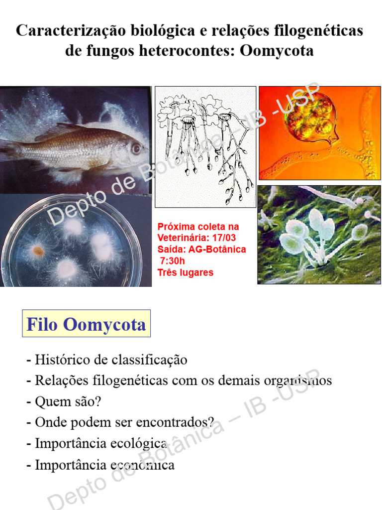 2020-Aula Teorica Oomycota (MCO) | PDF