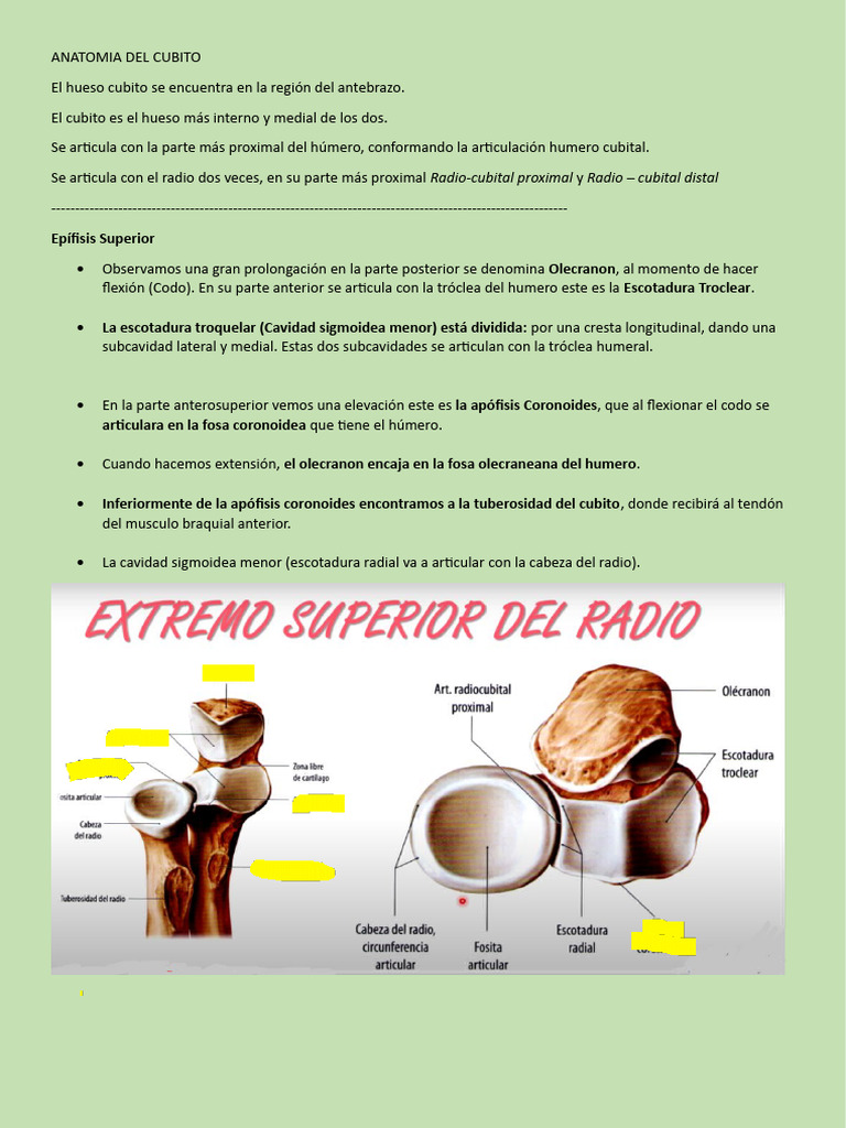 Anatomia Del Cubito | PDF | Codo | Sistema esquelético