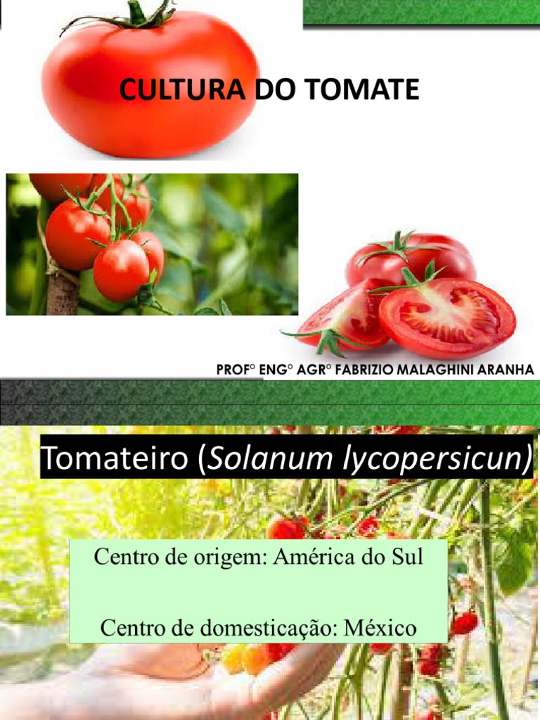 Cultura Do Tomate Aula 1 | PDF | Tecnologia e Engenharia