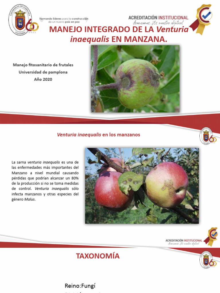 Manejo de Venturia en Manzanos | PDF | Organismos | Micología