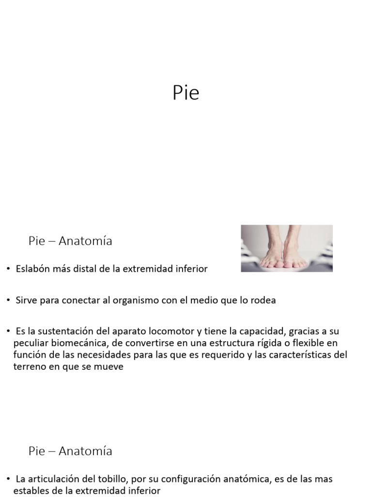 20pie Anatomia | PDF | Pie | Tobillo