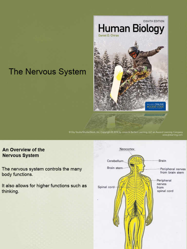Nervous System | PDF | Nervous System | Neuron
