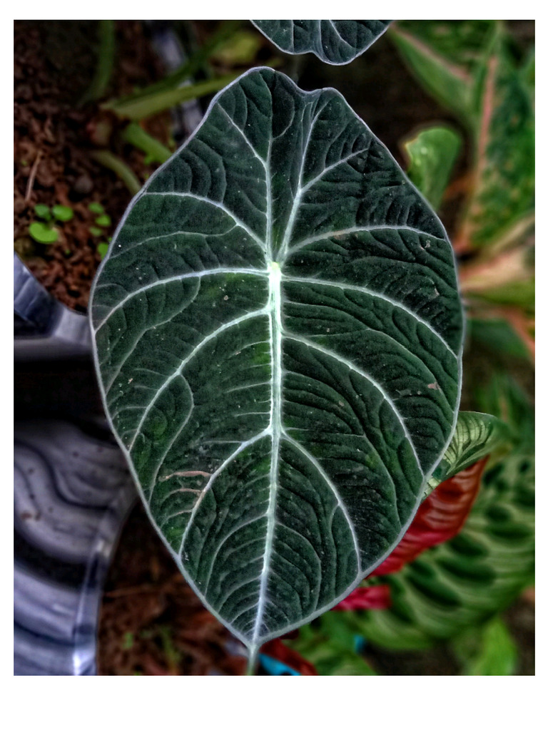 SYMMETRICAL OBJECTS IN OUR BACKYARD. Eifflemyaban | PDF