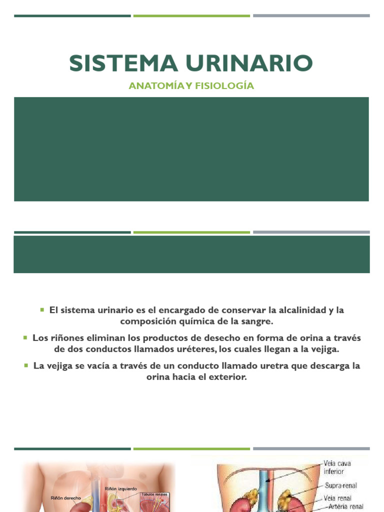 Anatomia y fisiologia del sistema urinario | PDF | Riñón | Sistema urinario