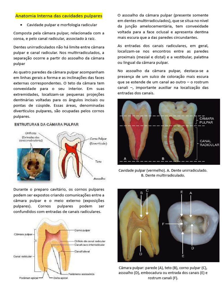 Anatomia das Cavidades Pulpares Dentárias | PDF | Dente | Boca
