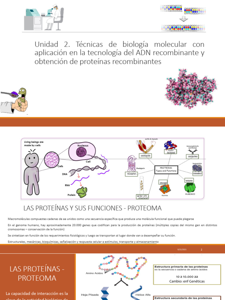 2.3. Unidad 2. Tec biomol app en tec del ADN recomb y obt prots recomb (Parte 3) | PDF