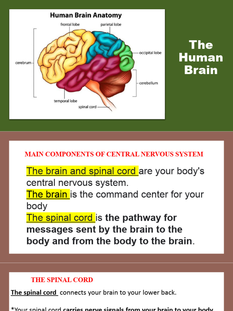 Brain | PDF