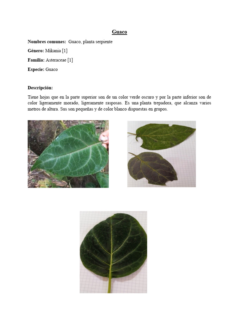 Guaco | PDF | Hogar, jardinería y bricolaje | Ciencia y matemáticas