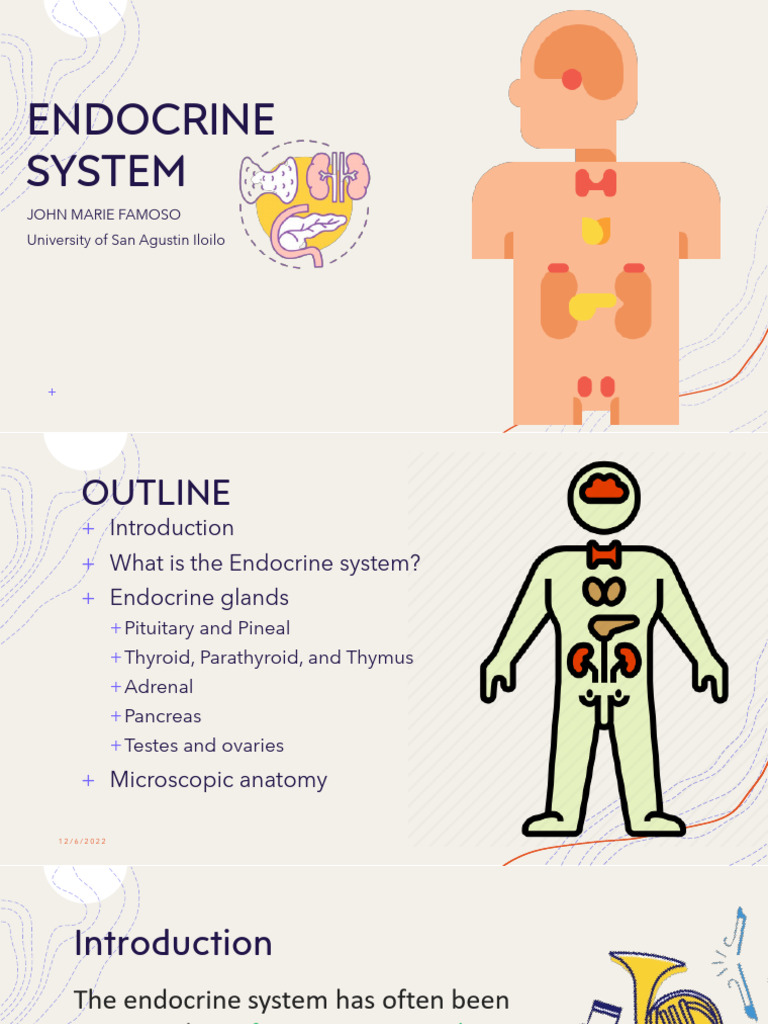 Endocrine System | PDF | Hormone | Endocrine System
