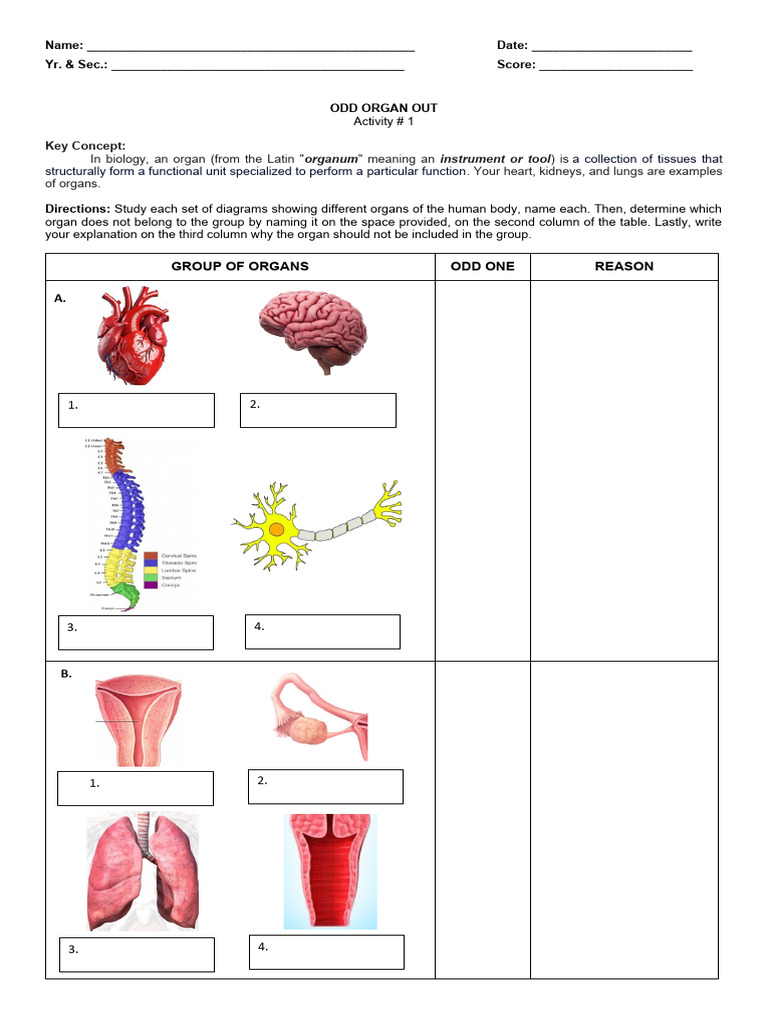 Odd Organ Out Activity for Grade 10 | PDF