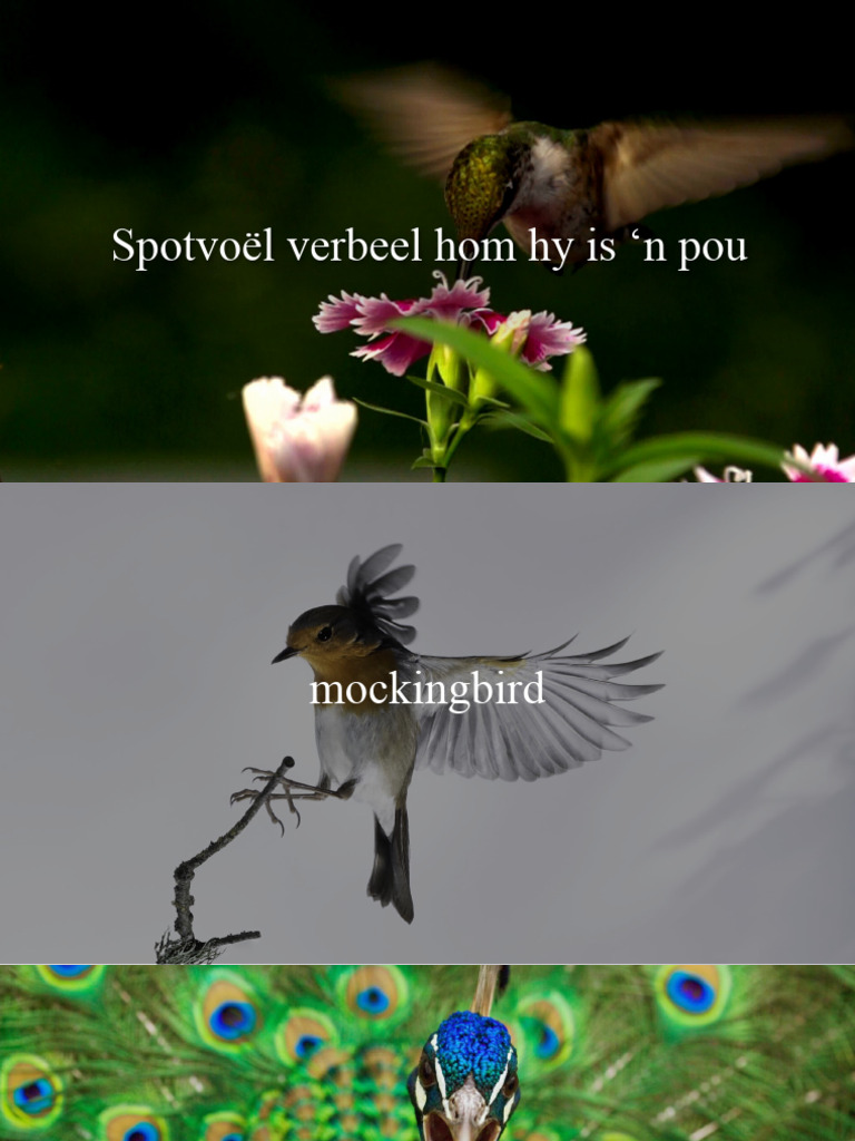 Spotvoel Verbeel Hom Hy Is 'N Pou | PDF