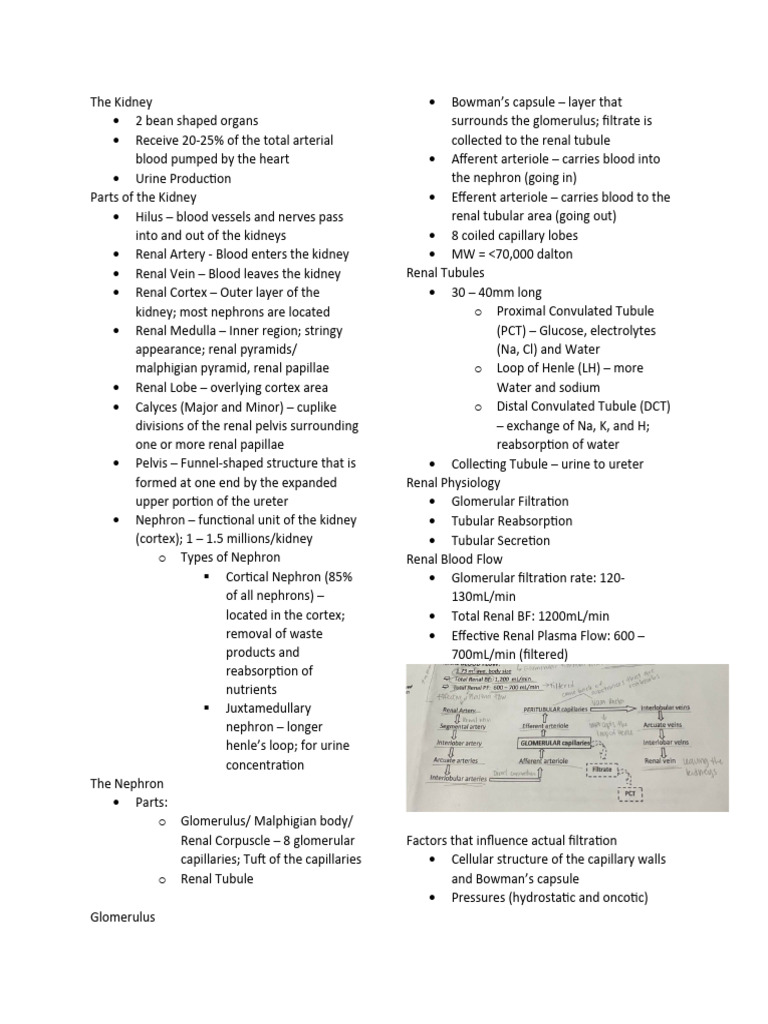 The Kidney Pdf Kidney Organ Anatomy