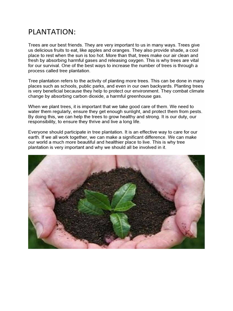 PLANTATION | PDF | Trees | Soil