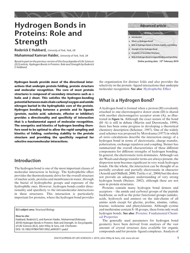 Hydrogen Bonds in Protein | PDF | Hydrogen Bond | Alpha Helix