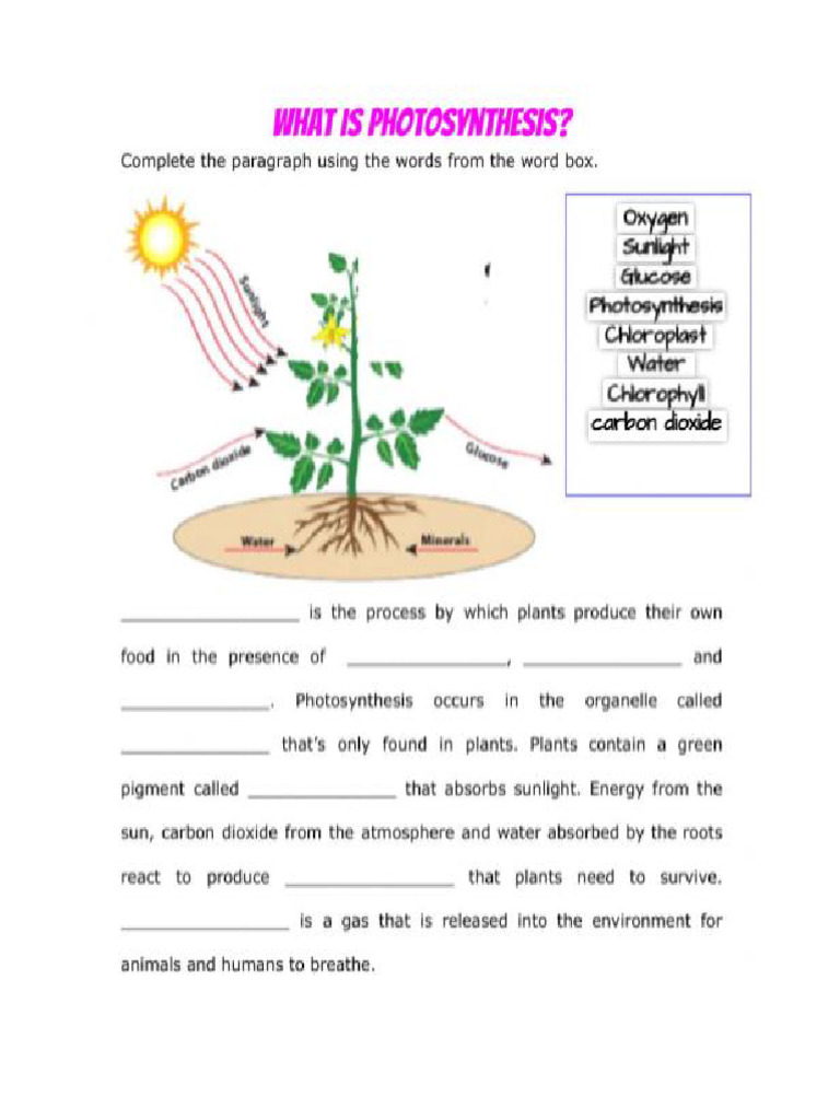 Photosynthesis | PDF