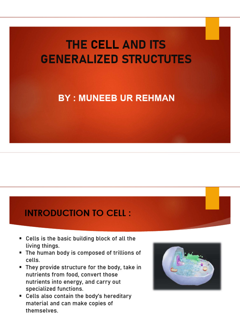 Cell Basics By Muneeb | PDF | Endoplasmic Reticulum | Cell Nucleus