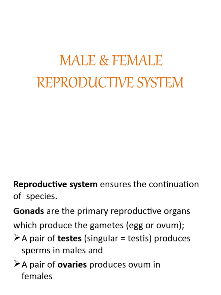 Male and Female Reproductive System | PDF