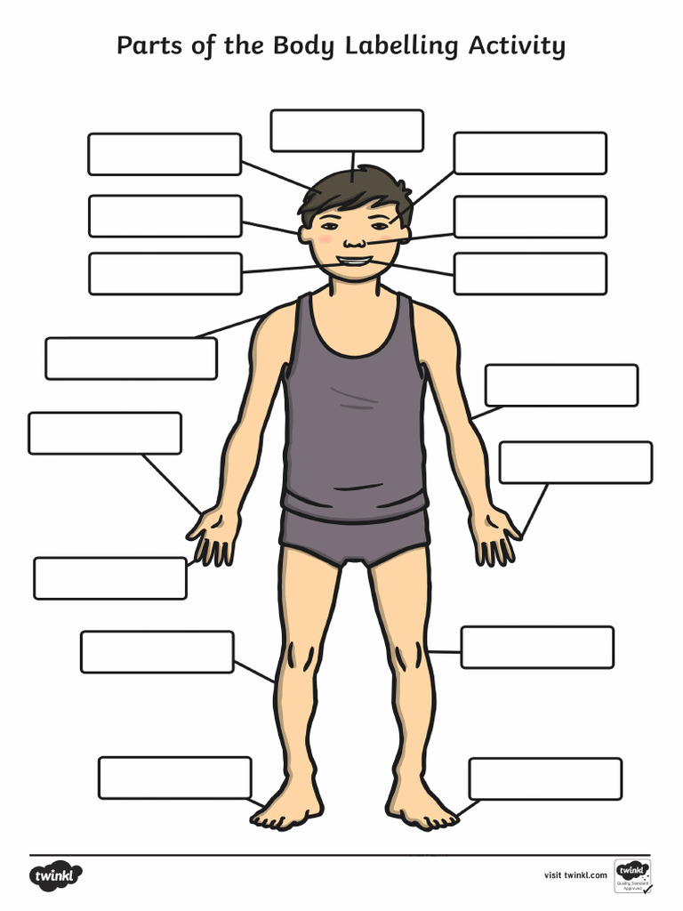 Label The Human Body | PDF