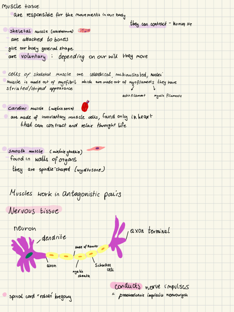 Tissues | PDF | Skeletal Muscle | Human Anatomy