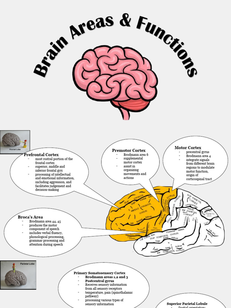Brain Lobes & Functions | PDF | Cerebellum | Parietal Lobe