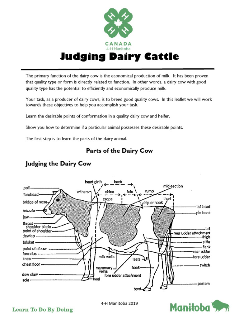 Judge Dairy Factsheet | PDF | Dairy Cattle | Cattle