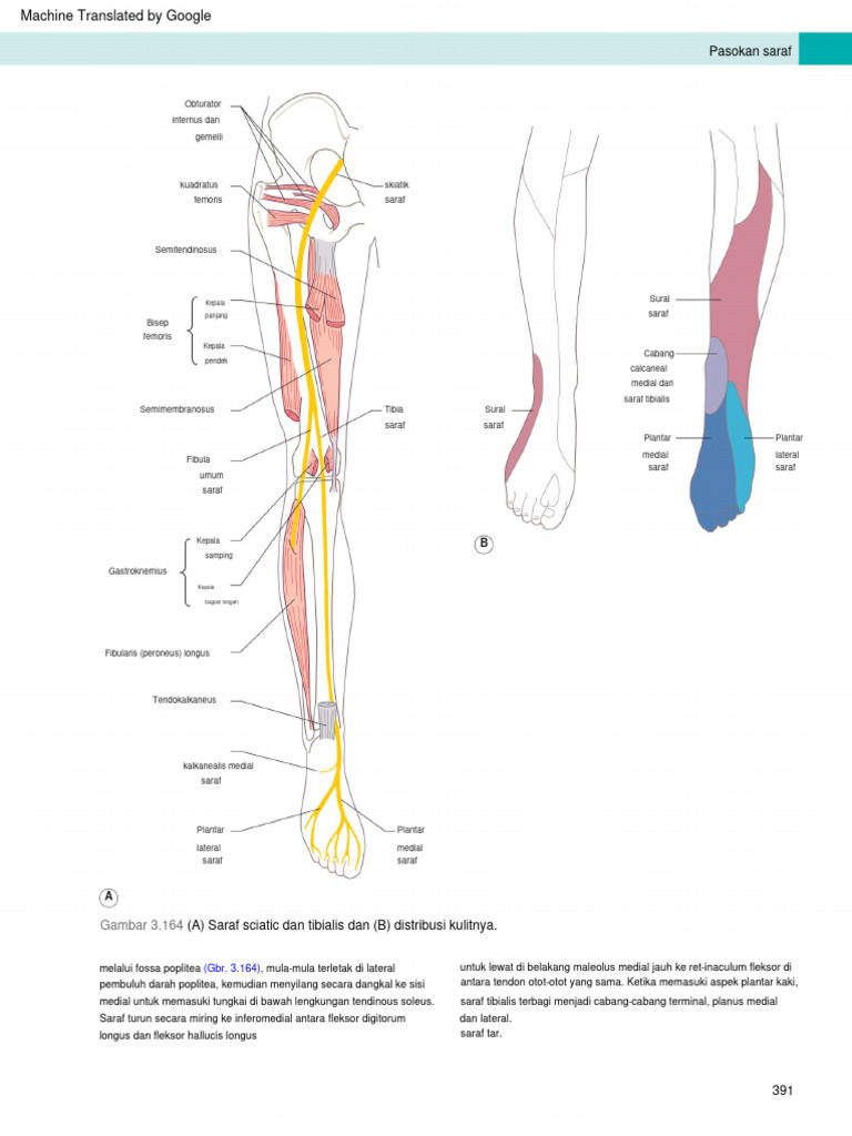 Anatomy and Human Movement _ Structure and Function ( PDFDrive )[406 ...