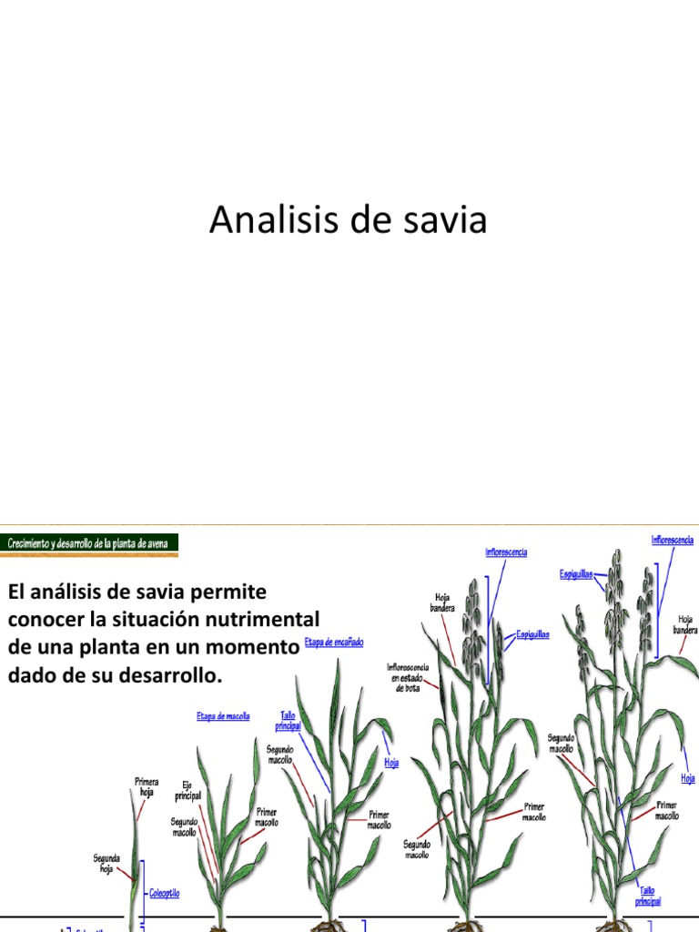 Analisis de Savia | PDF | Nutrición | Dieta y nutrición