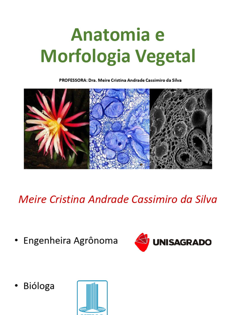 Apresentação e normas da disciplina_Anatomia e morfologia vegetal_07-02 ...