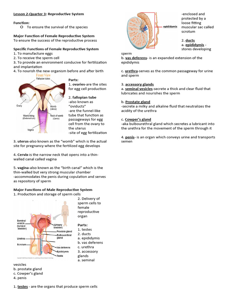 Lesson 2 Quarter 3 Reproductive System 5 Parts | PDF | Reproductive ...
