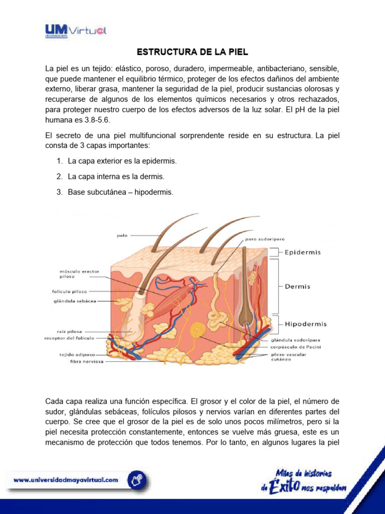 estructura de la piel | PDF